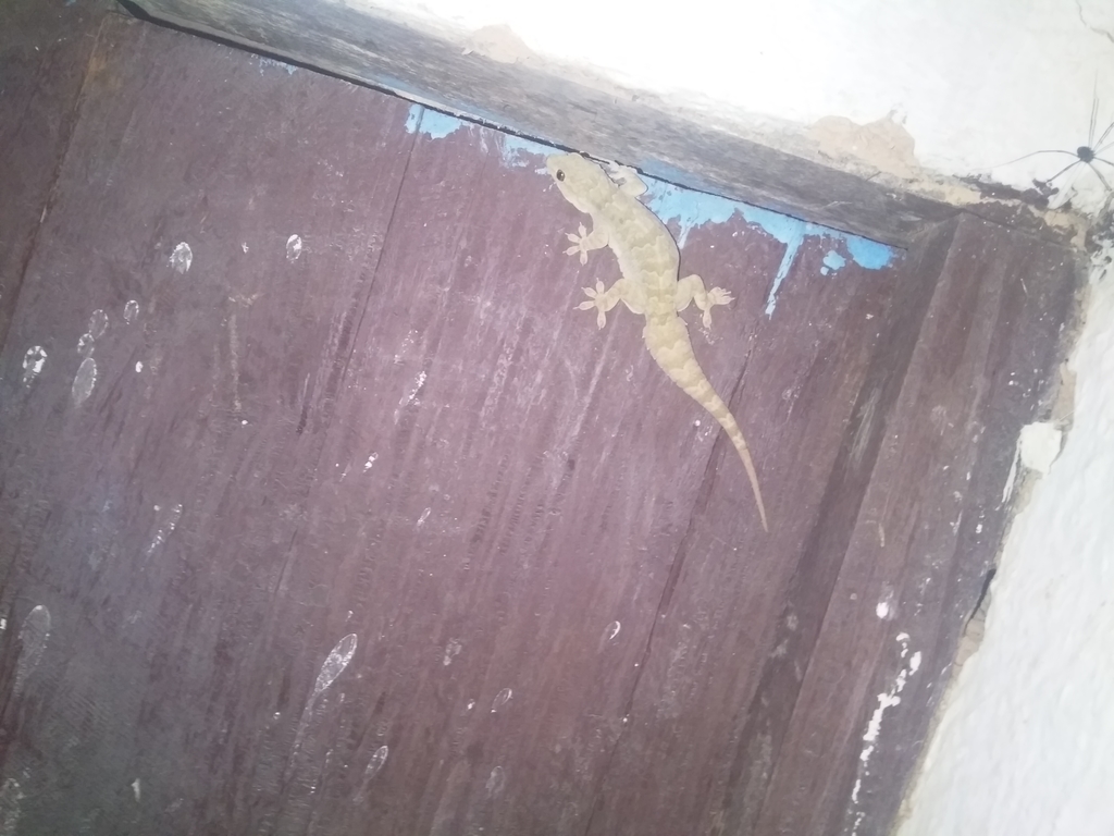 Flat-tailed House Gecko from 476V+P2J Dang Airport (DNP), Tulsipur ...