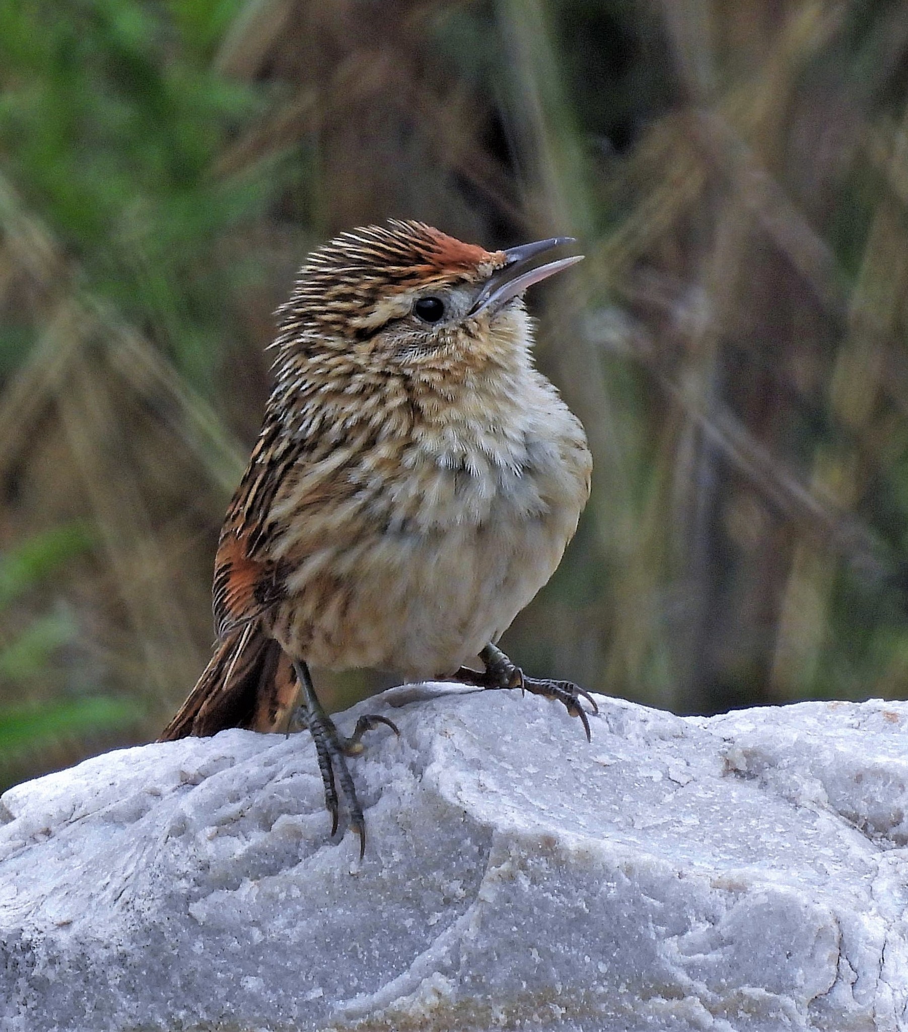 Asthenes maculicauda (Berlepsch, 1901)