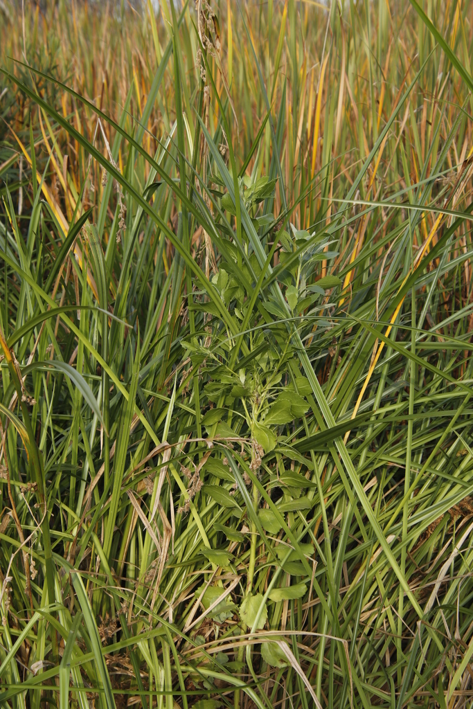 Bietou from A9 Prinskasteel N slopes, Lower Tokai Park section of Table ...