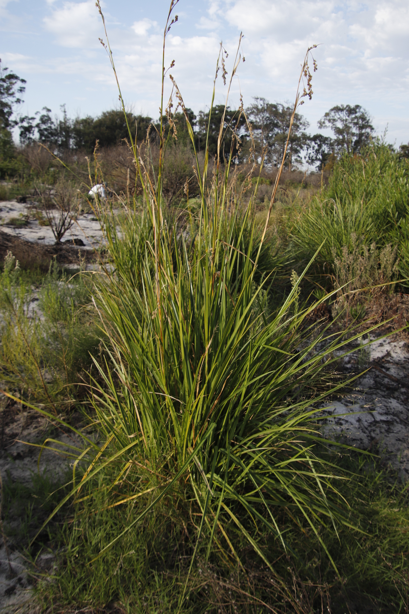 Carpha glomerata Nees