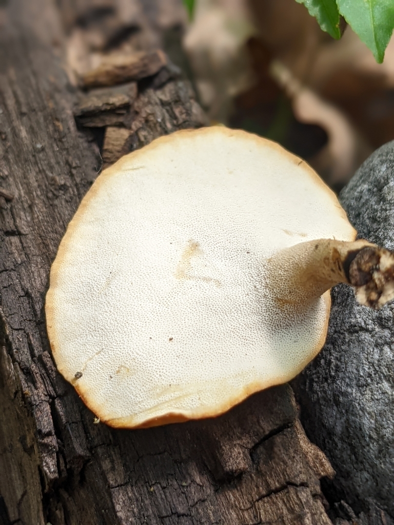 Elegant Polypore from Von Baer Park on May 17, 2022 at 01:09 PM by ...
