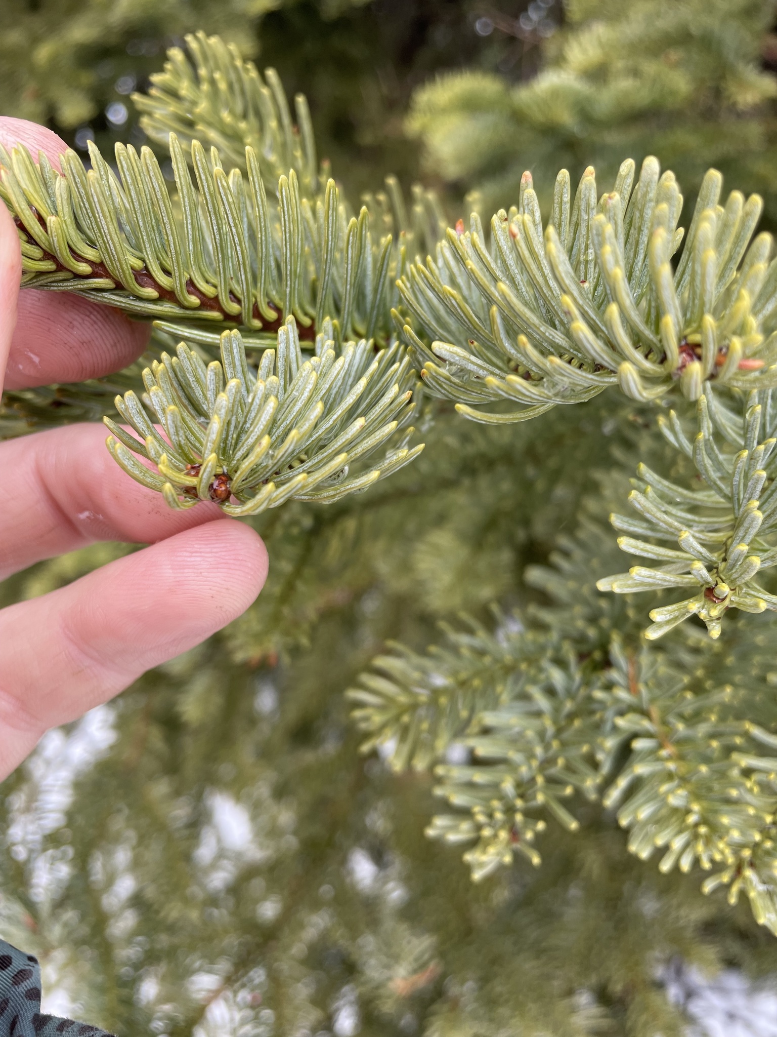 Abies magnifica var. shastensis Lemmon