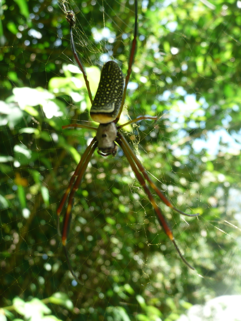 Golden Silk Spider from City Bell, Provincia de Buenos Aires, Argentina ...