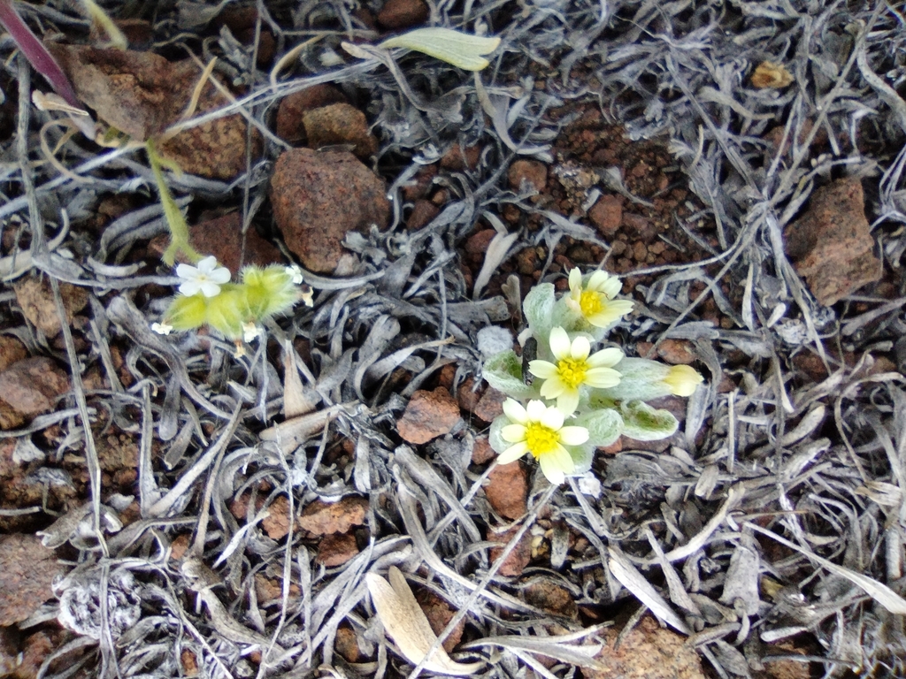 woolly bonnets in May 2022 by Kimberly · iNaturalist