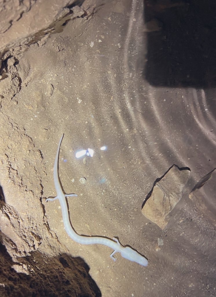 Olm in May 2022 by tomo_m · iNaturalist