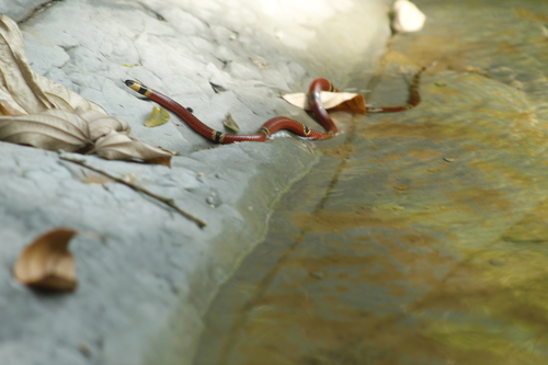 Variable Coralsnake (Micrurus diastema) - Snakes and Lizards
