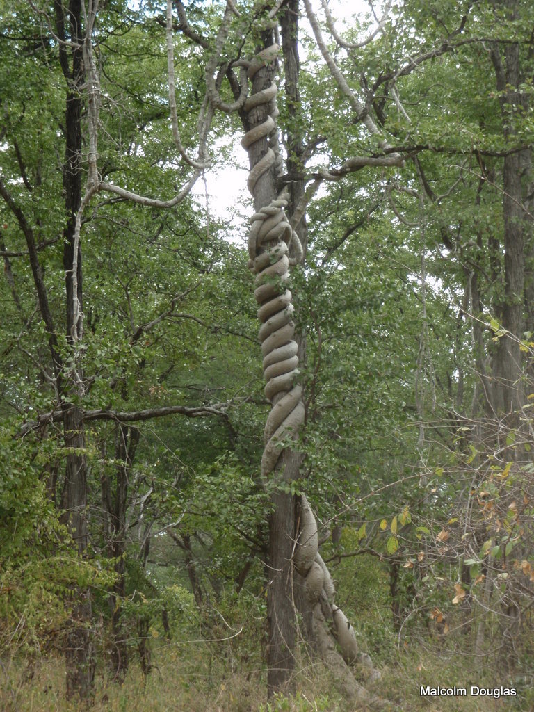 Python Vine from Malawi on May 29, 2015 by Malcolm Douglas · iNaturalist