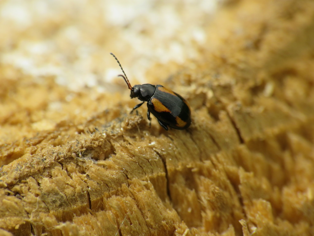 Phyllotreta from Adlington, UK on May 18, 2022 at 01:32 PM by ...