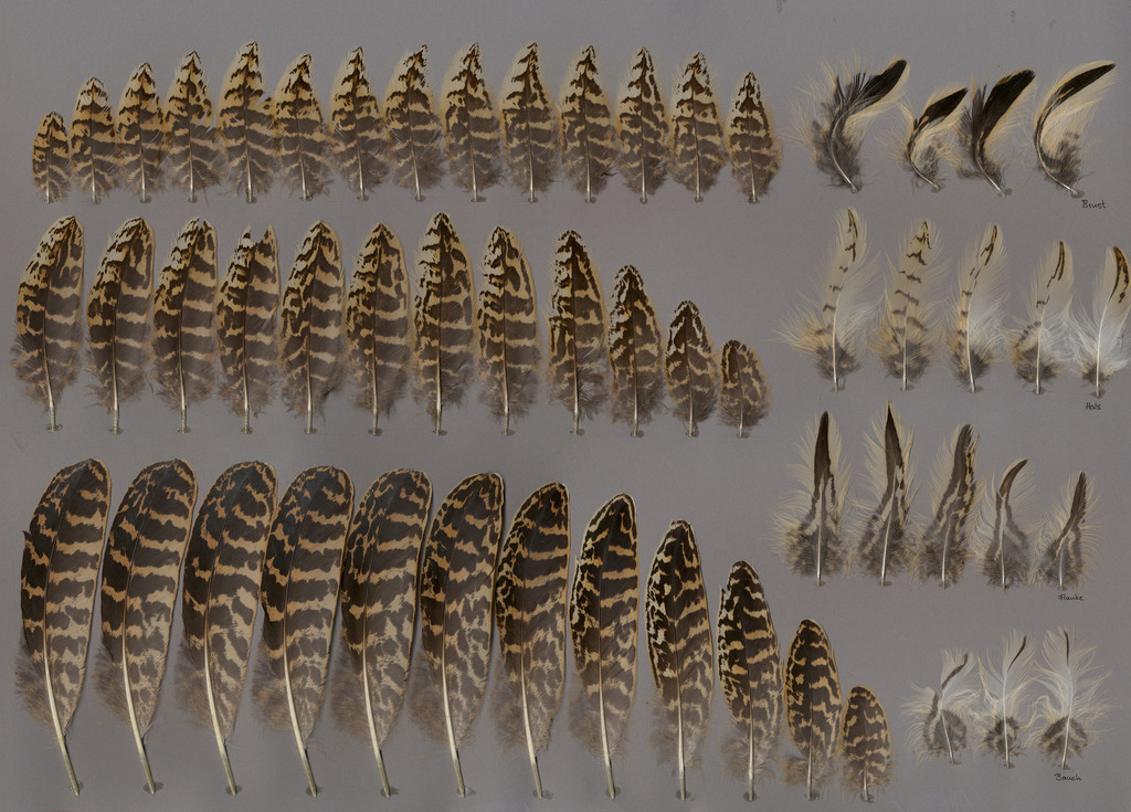 Eurasian Bittern (Birds of Serbia - guide - old) · iNaturalist