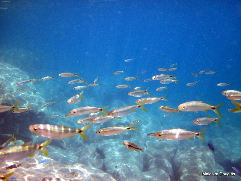 Spot-tail Robber from Mangochi, Malawi on May 31, 2015 at 11:00 AM by ...