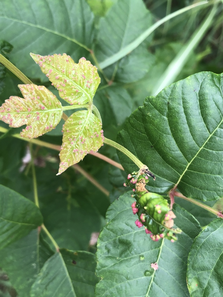 Poison Ivy Leaf Mite from Friendship Park, Grand Prairie, TX, US on May ...