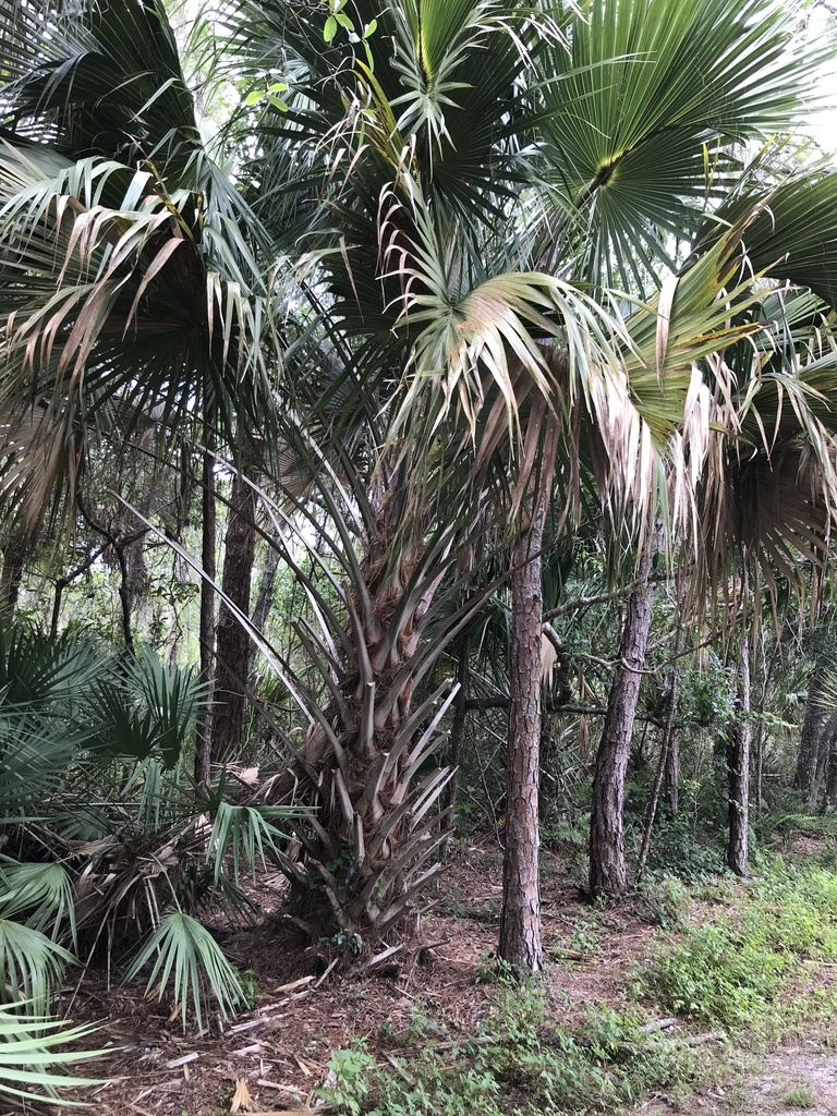 cabbage palmetto from Martin County, US-FL, US on May 18, 2022 at 02:04 ...