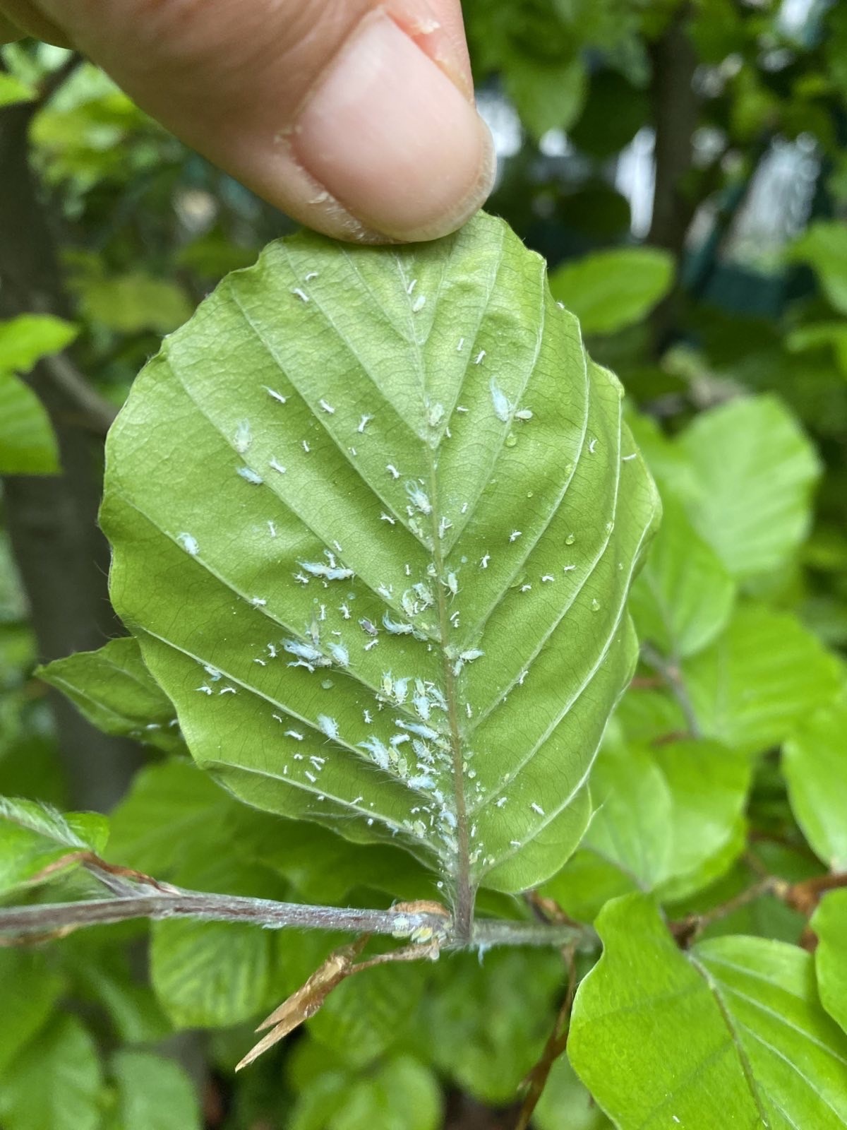 Phyllaphis fagi (Linnaeus, 1761)