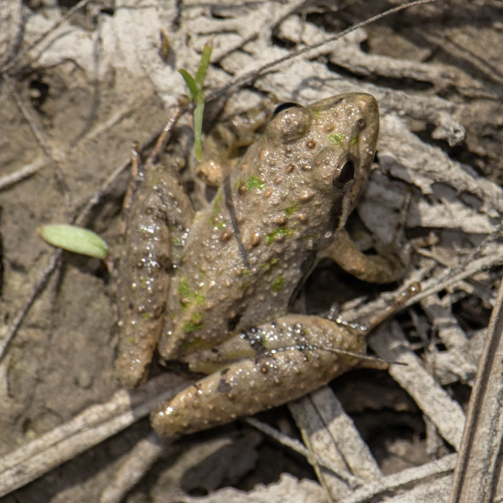 Southern Cricket Frog from Lagoon Etc. on May 18, 2022 at 11:57 AM by ...