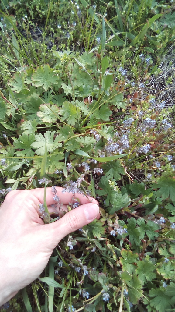 blue forget-me-not from Serpukhovskiy rayon, Moskva, Russia on May 18 ...