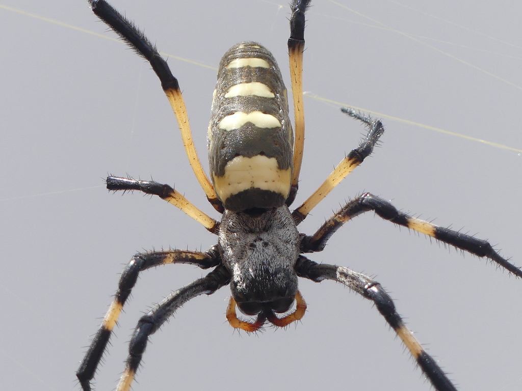 banded-legged golden orb-web spider from Loitokitok, Kenya on May 15 ...