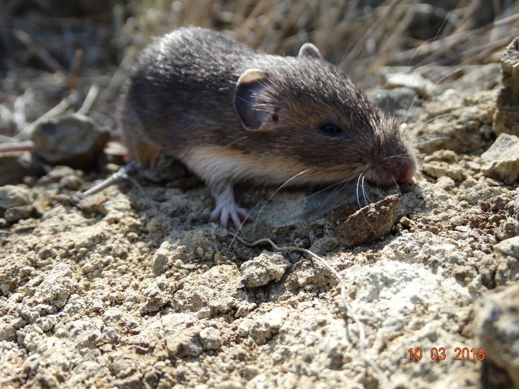 Mexican Spiny Pocket Mouse from Altamira, Tamps., México on March 10 ...