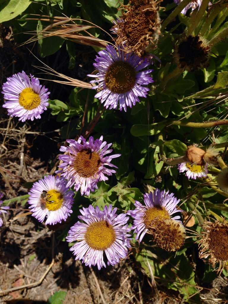 seaside daisy from 95060, Santa Cruz, CA, US on June 8, 2015 at 01:43 ...