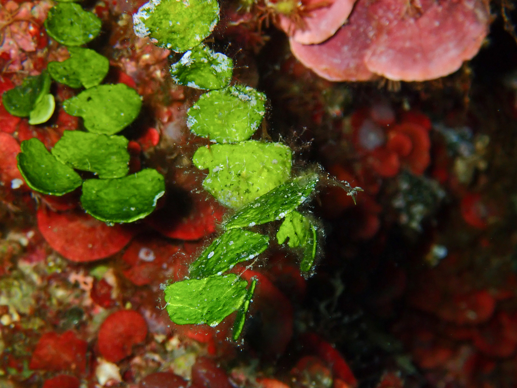 Pennyweed (Halimeda tuna) - Botanical Realm