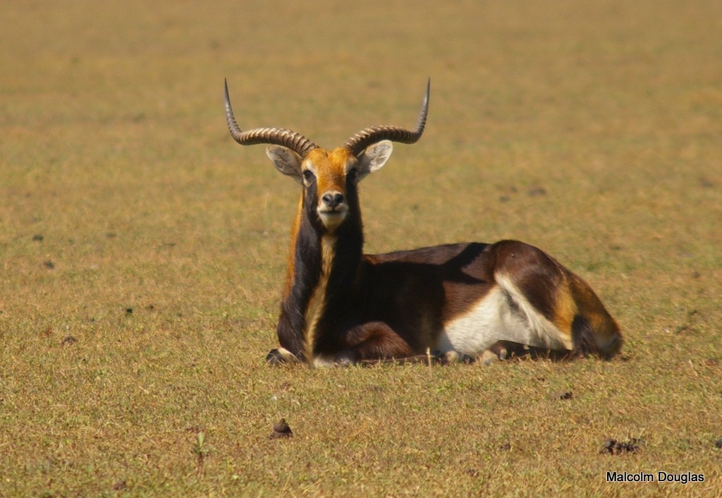 Black Lechwe in June 2015 by Malcolm Douglas · iNaturalist