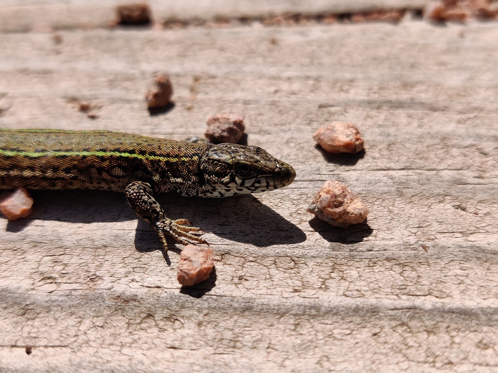 Berlenga Wall Lizard in May 2022 by Vicente · iNaturalist
