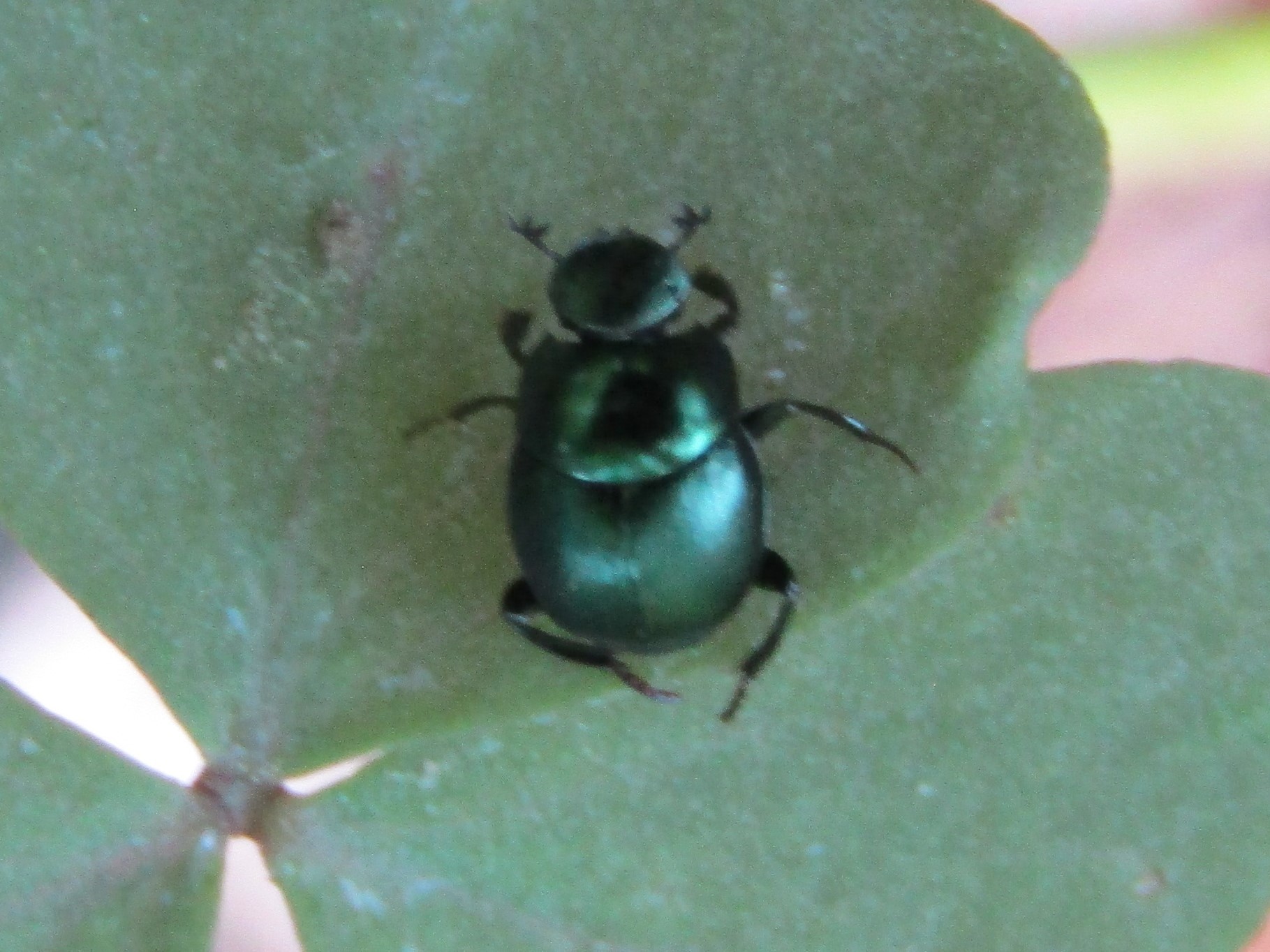 Canthon viridis (Palisot de Beauvois, 1805)