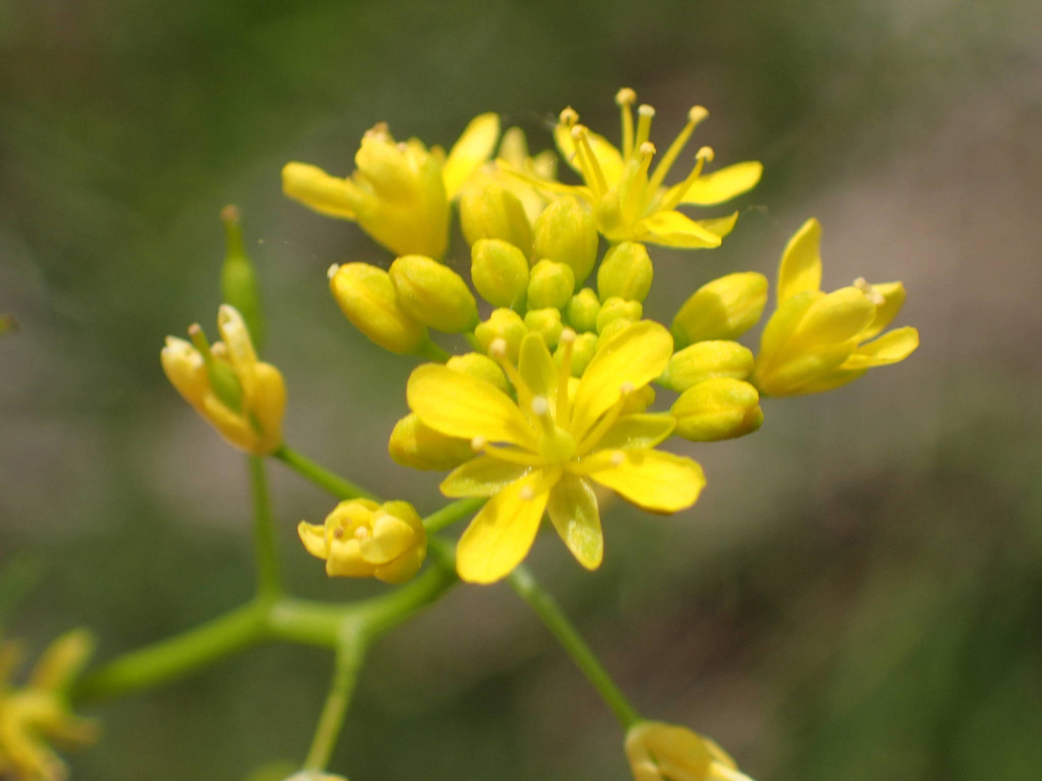 Rorippa pyrenaica (L.) Rchb.