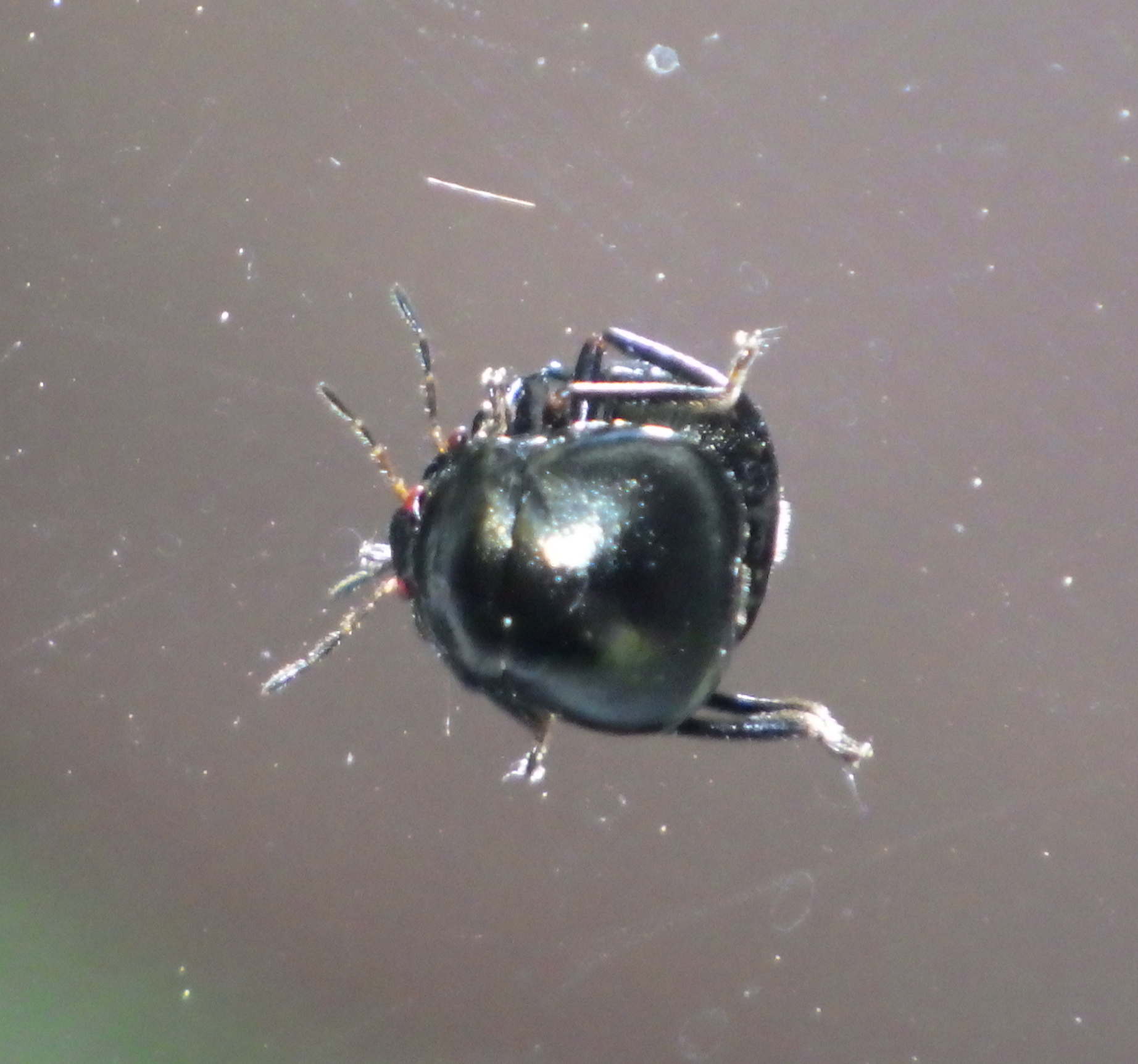 Coptosoma scutellatum (Geoffroy, 1785)