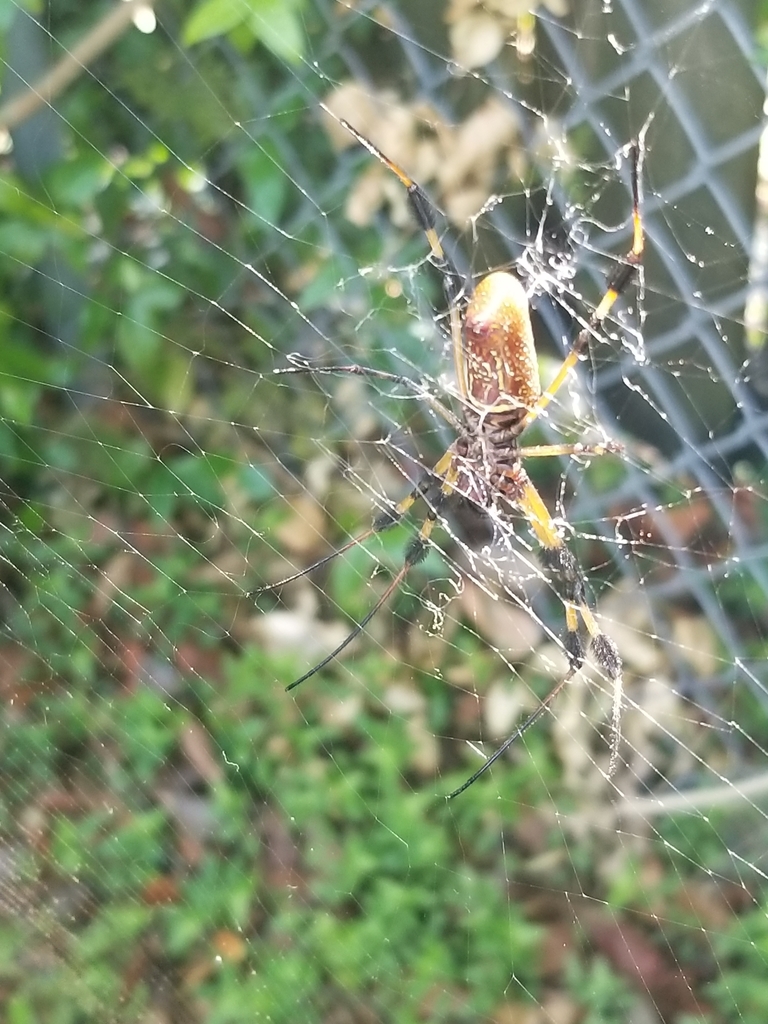 Golden Silk Spider from River Oaks, Fort Lauderdale, FL, USA on May 18 ...