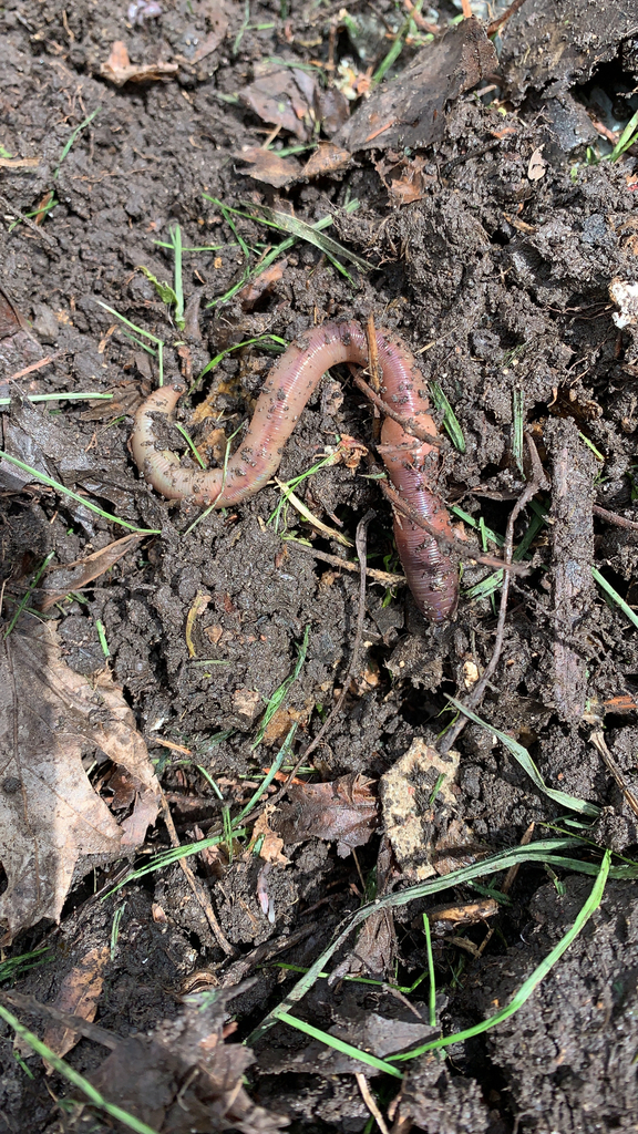 Common Earthworm from Lyon County, US-MN, US on May 18, 2022 at 02:42 PM by adamalford · iNaturalist