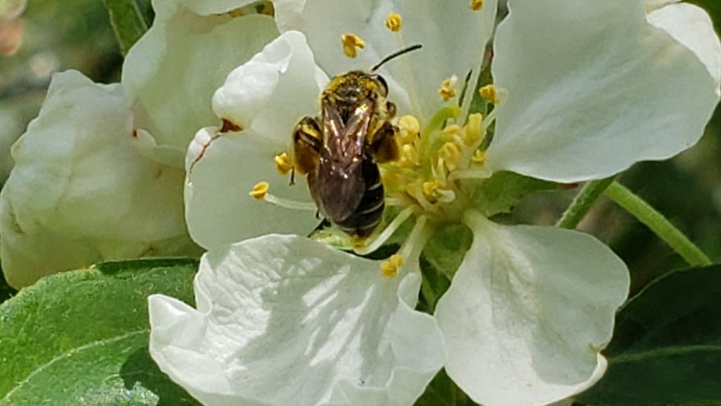 Mining Bees from Poker Hill Rd, Underhill, VT, US on May 16, 2022 at 11 ...