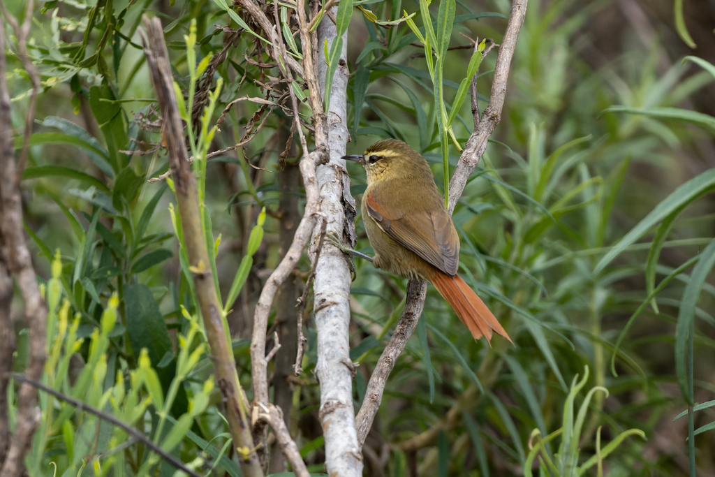 Olive Spinetail from Urupema, SC, 88625-000, Brasil on May 14, 2022 at ...