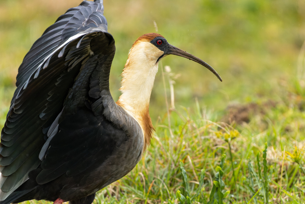 Buff-necked Ibis from Rodovia SC 370, Km 20 - Rio dos Touros, Urupema ...