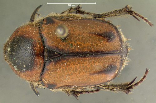 Pocket Gopher Flower Beetle (Euphoria discicollis) · iNaturalist