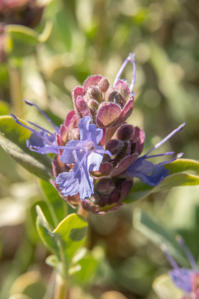 Dorr's Sage from Grant County, WA, USA on May 16, 2022 at 03:14 PM by ...