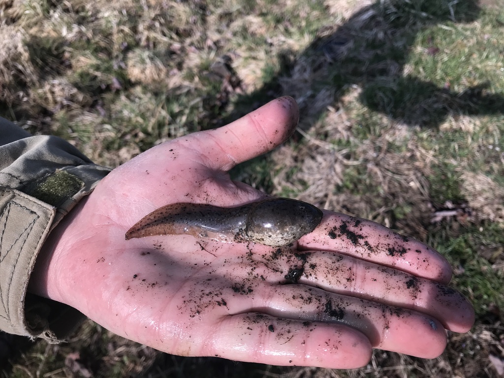 American Bullfrog from Erie County, PA, USA on April 6, 2021 at 09:13 ...