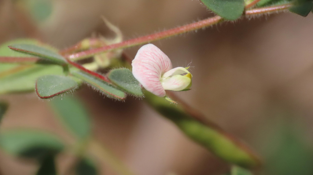 Spanish clover from San Diego County, CA, USA on May 16, 2022 at 11:58 ...