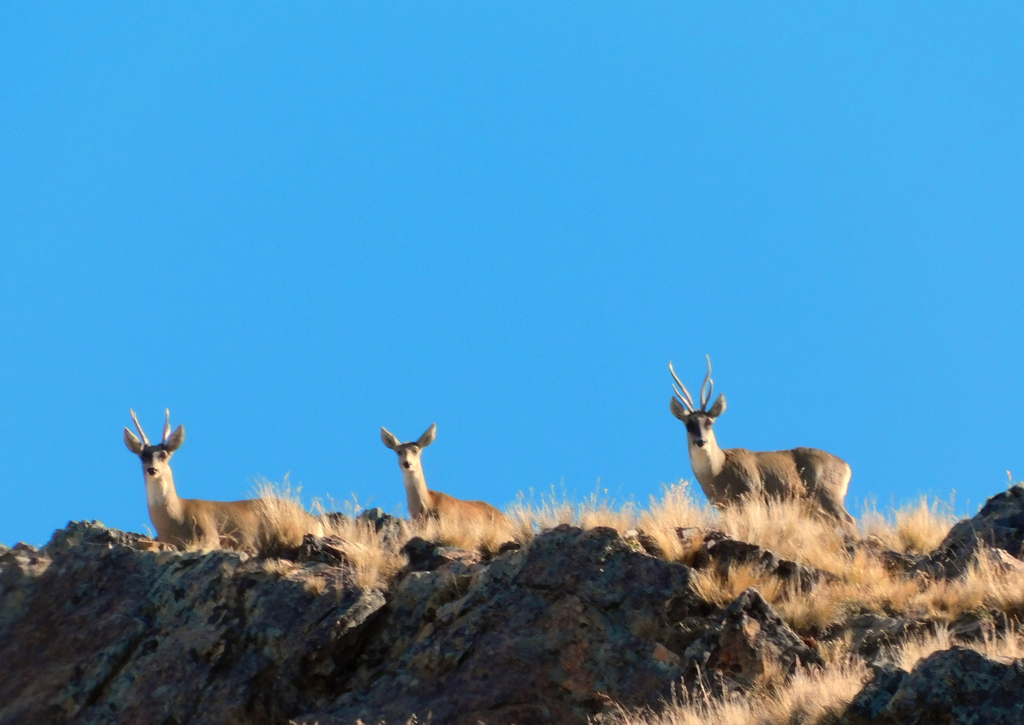 Taruca in May 2022 by Francisco Cornell. Había siete tarucas en total ...