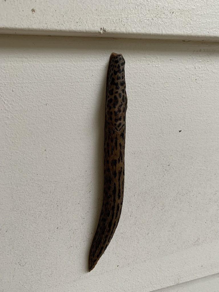 Leopard Slug from Woodfern Crescent, Titirangi, Auckland, NZ on May 19 ...