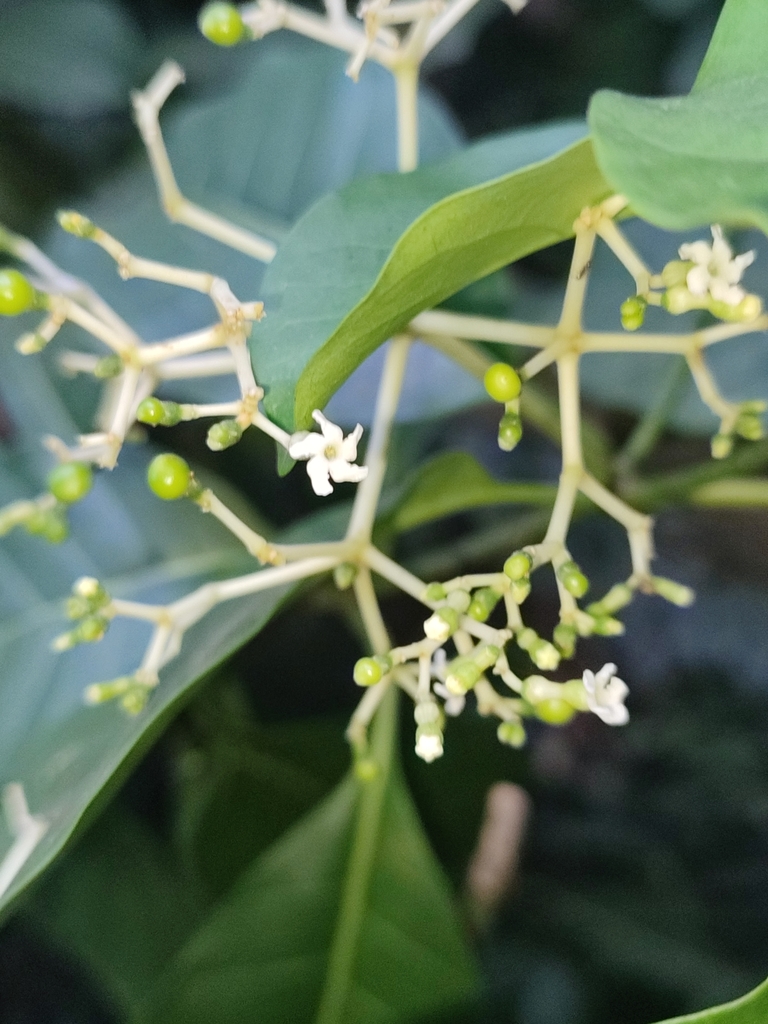 poison devil's-pepper in May 2022 by Luis Silva · iNaturalist