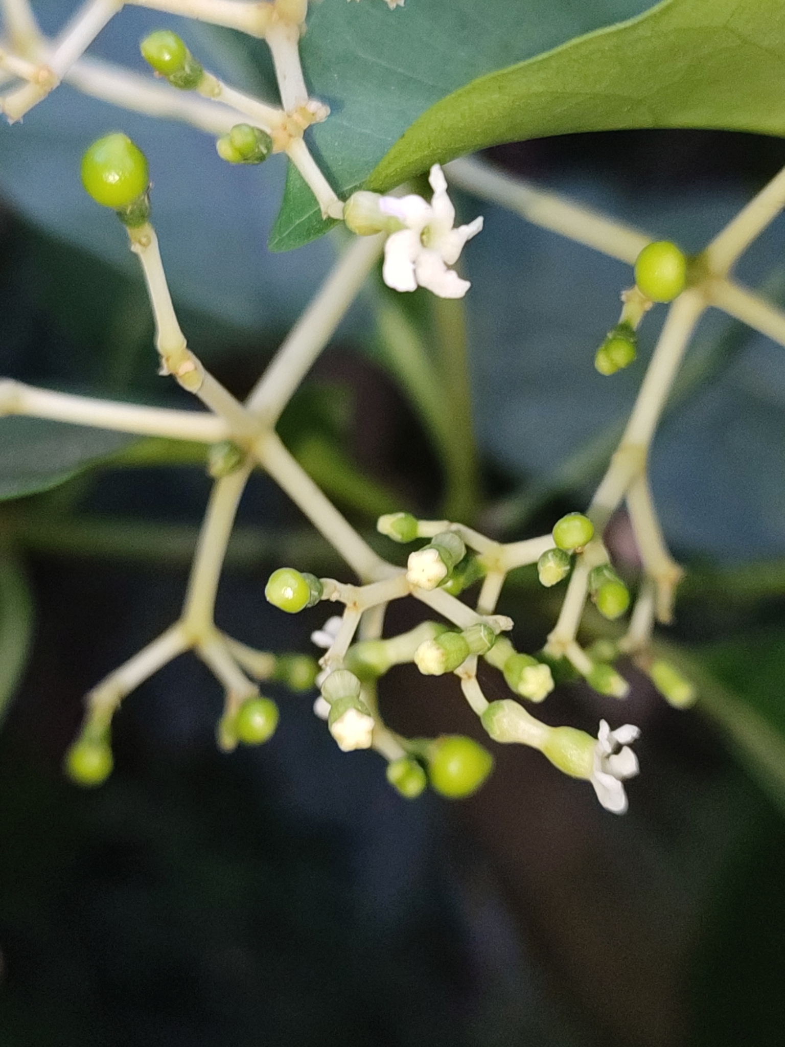 Rauvolfia vomitoria Afzel.