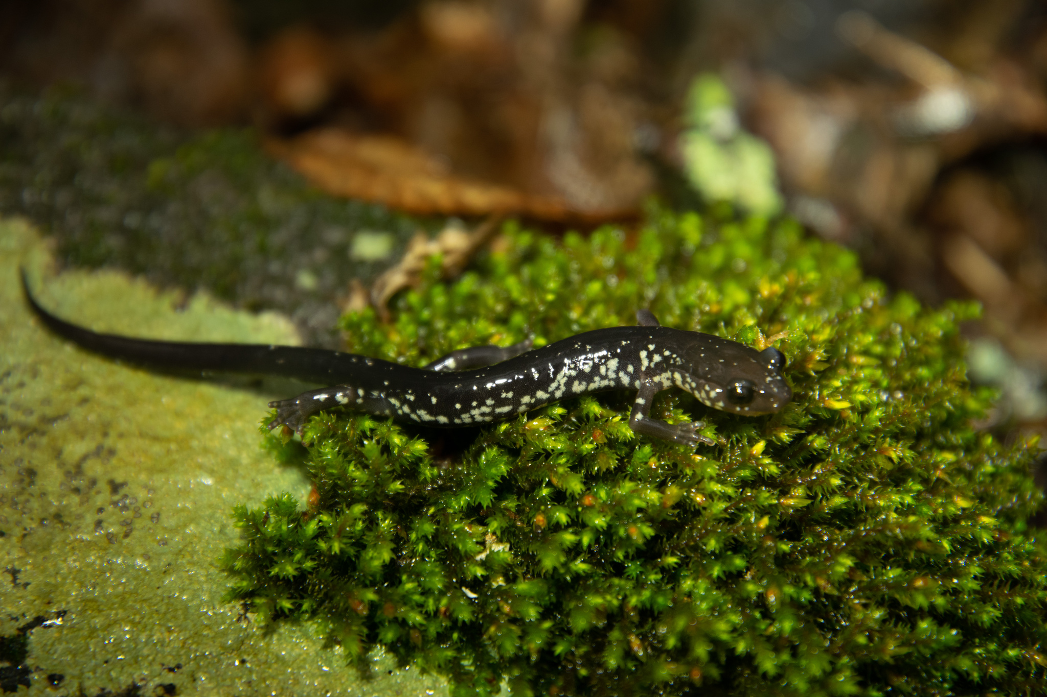 Plethodon punctatus Highton, 1972