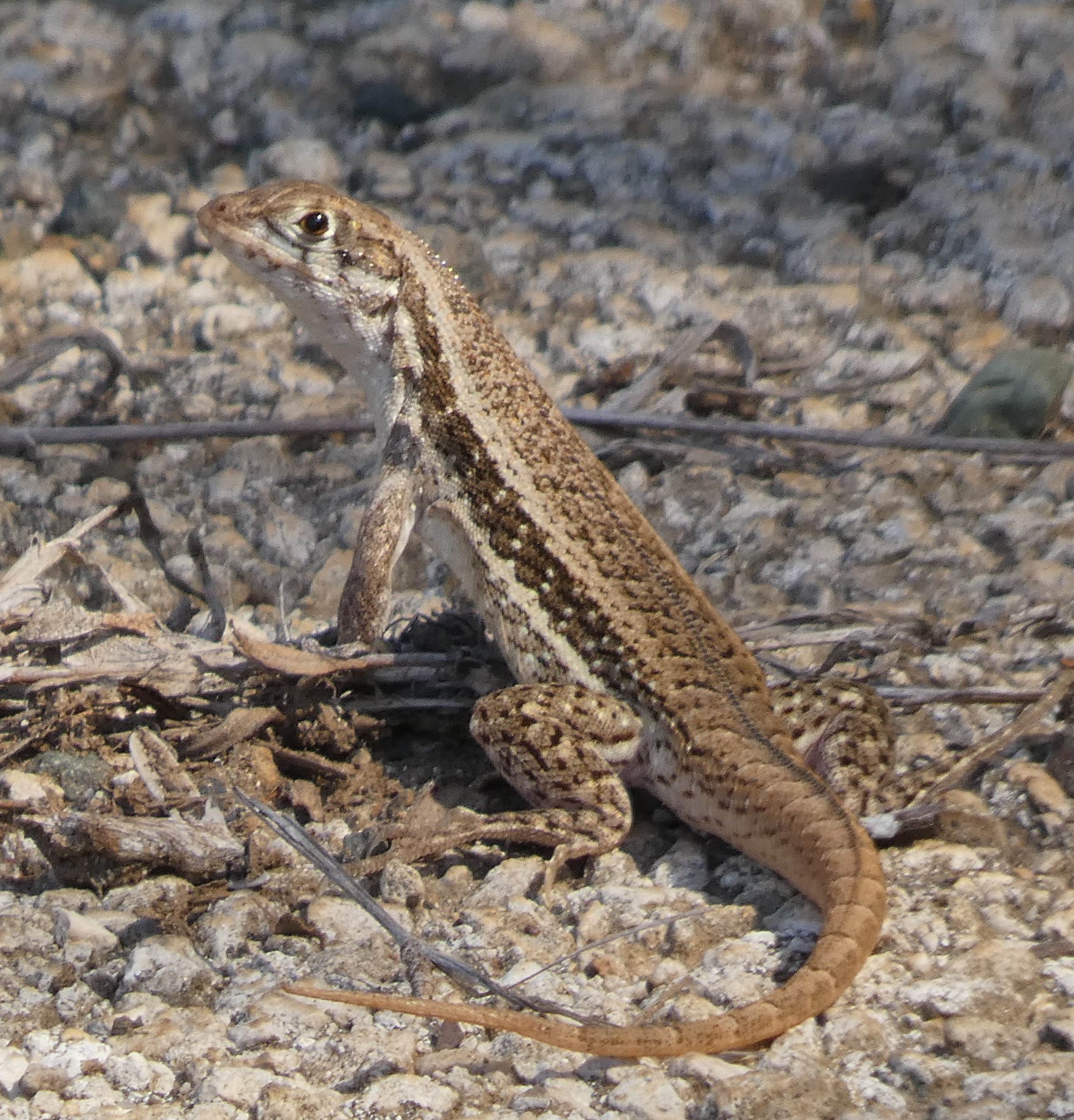 Leiocephalus raviceps Cope, 1863