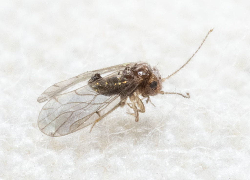 Large-winged Psocid from Papeete Dr, Plano, TX 75075, USA on May 3 ...