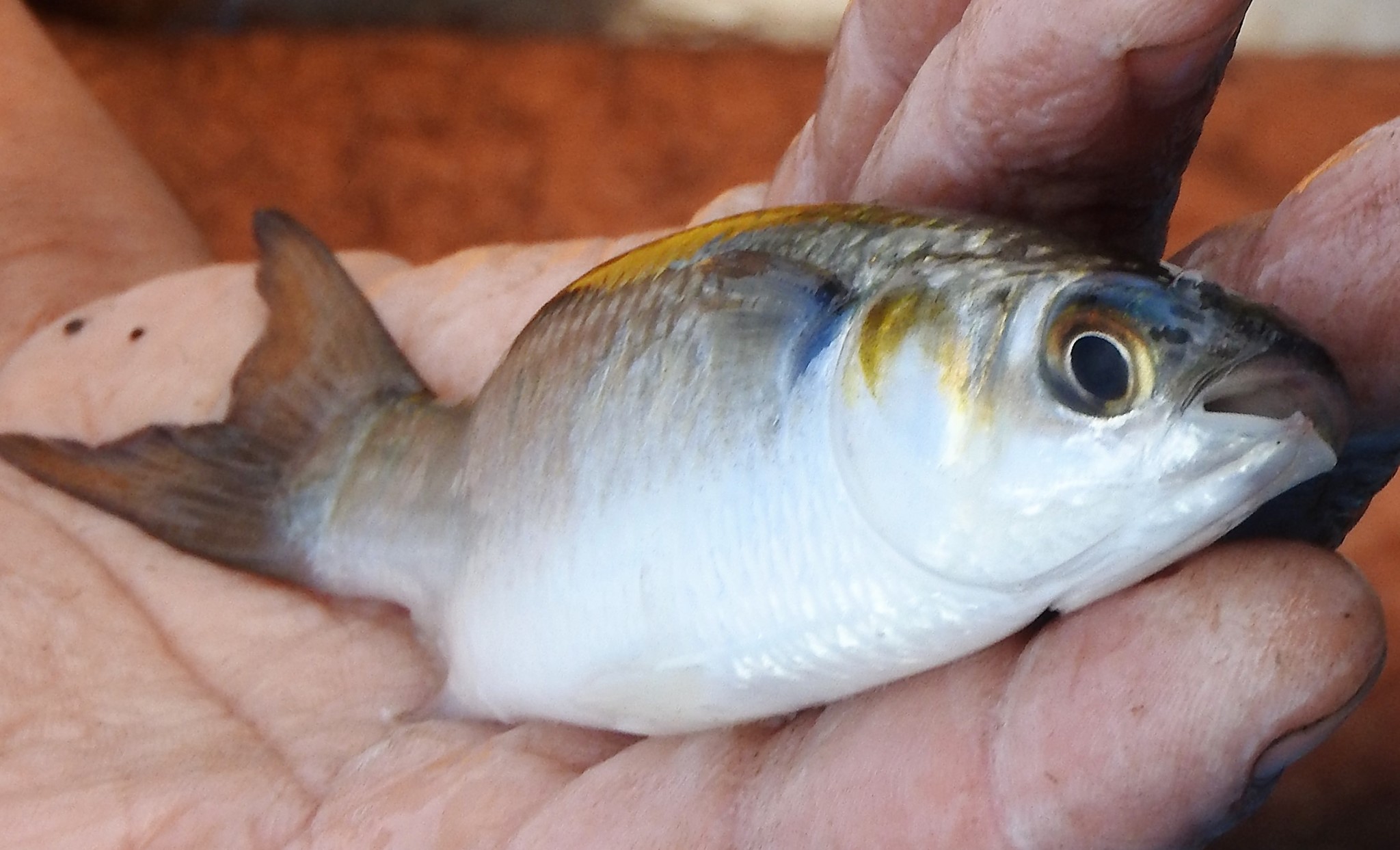 Mugil curema Valenciennes, 1836