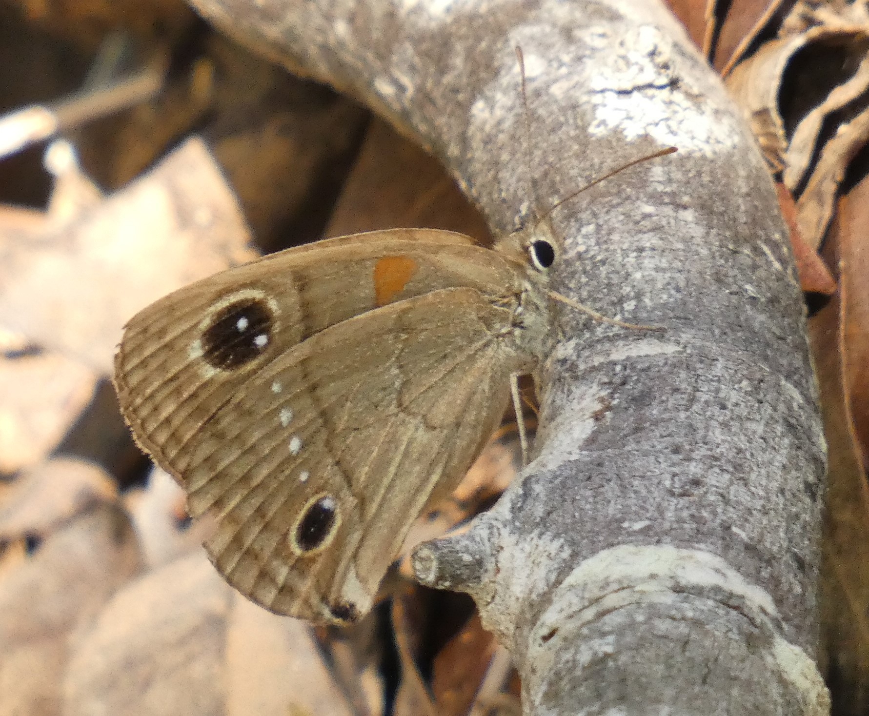 Calisto herophile Hübner, 1823