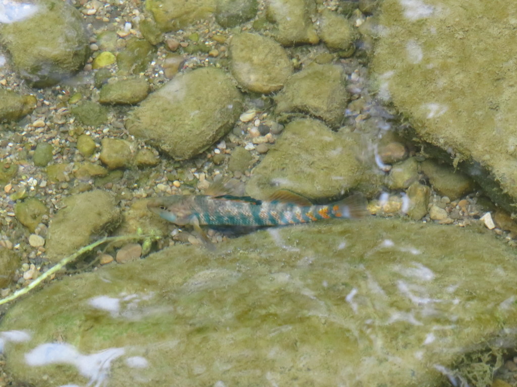 Rainbow Darter from Butler County, OH, USA on May 18, 2022 at 01:28 PM ...