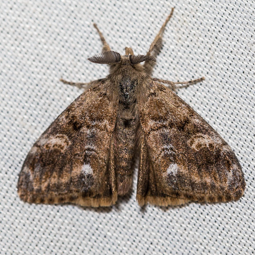 Western Tussock Moth (Moths of Quail Hollow) · iNaturalist