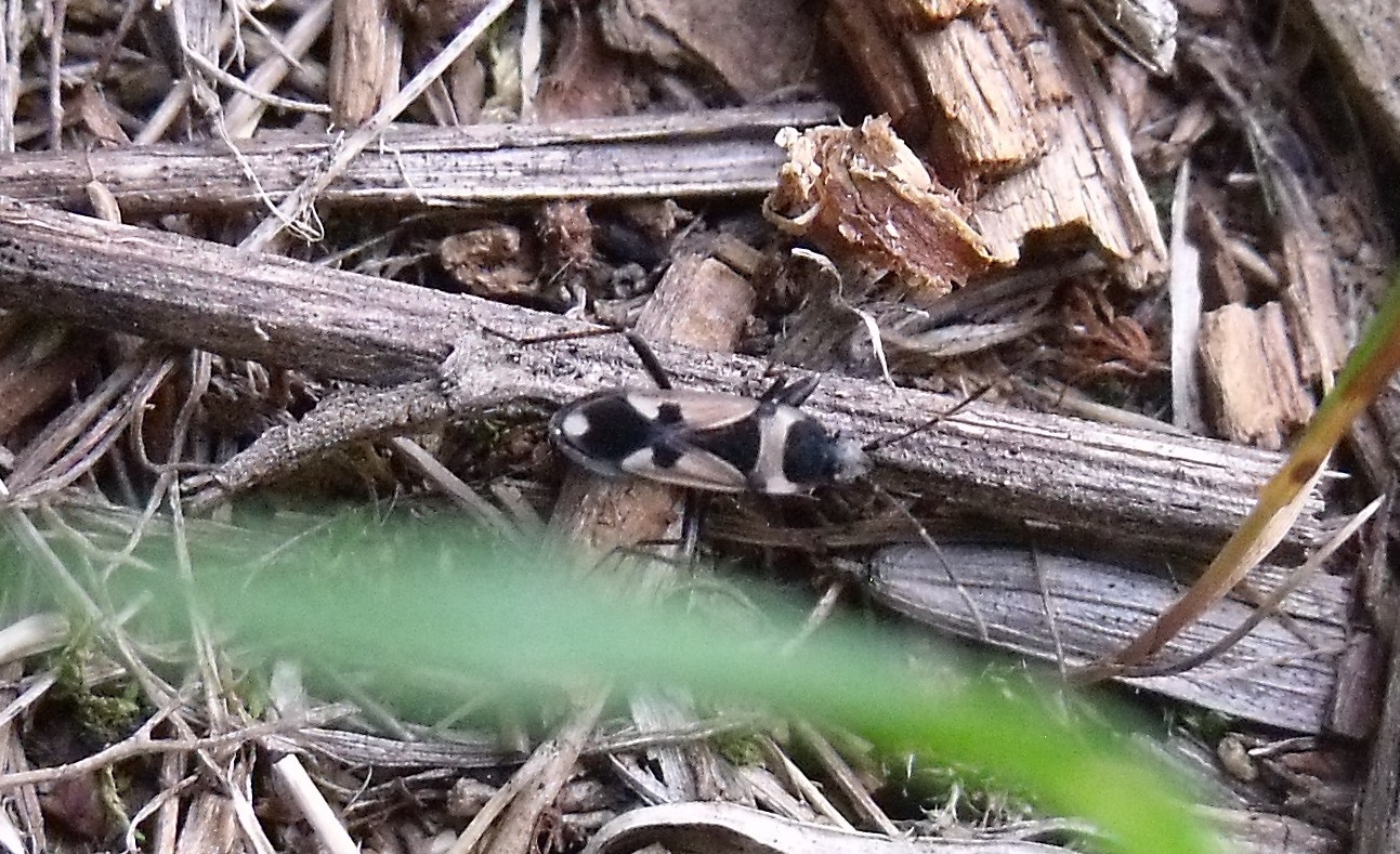 Raglius confusus (Reuter, 1886)