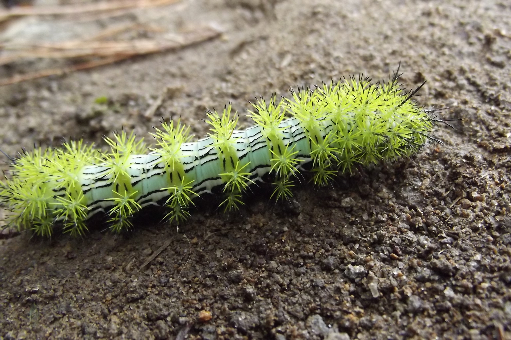 can you help me identify this caterpillar? spotted in Mexico City, is ...
